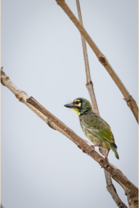 Gangapur Dam Nashik: Timings & Backwater Details (2025)